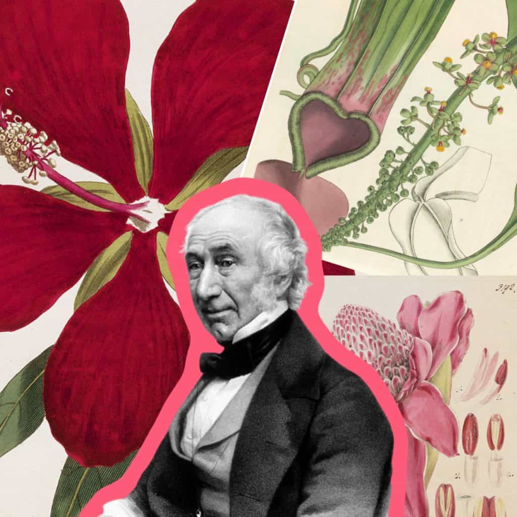 Botanical Prints Decor Ideas: Bringing Nature Indoors - The Shelfist.