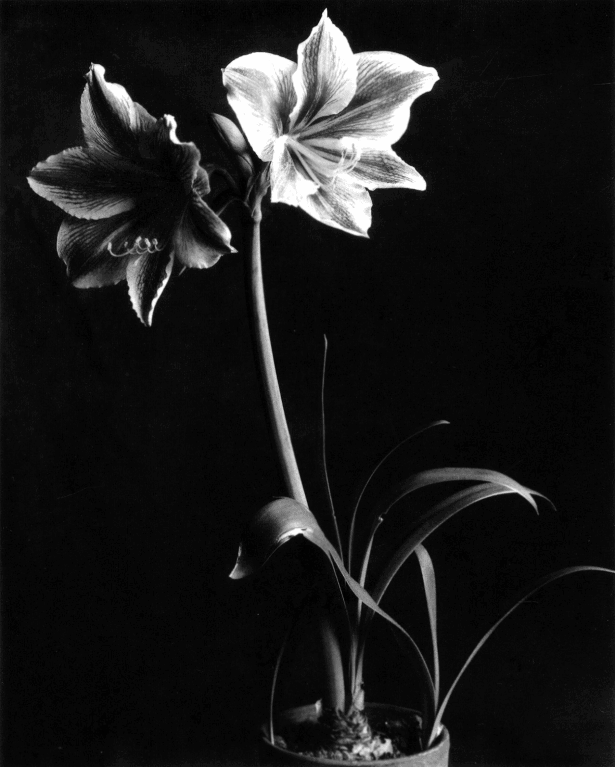 Botanical Prints Decor Ideas: Bringing Nature Indoors - The Shelfist.